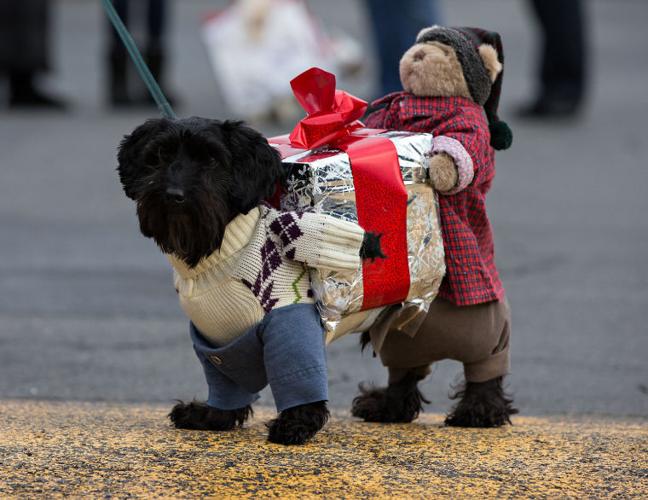 A Slideshow of the McLean Chamber's 'Reindog' Parade | news/fairfax ...