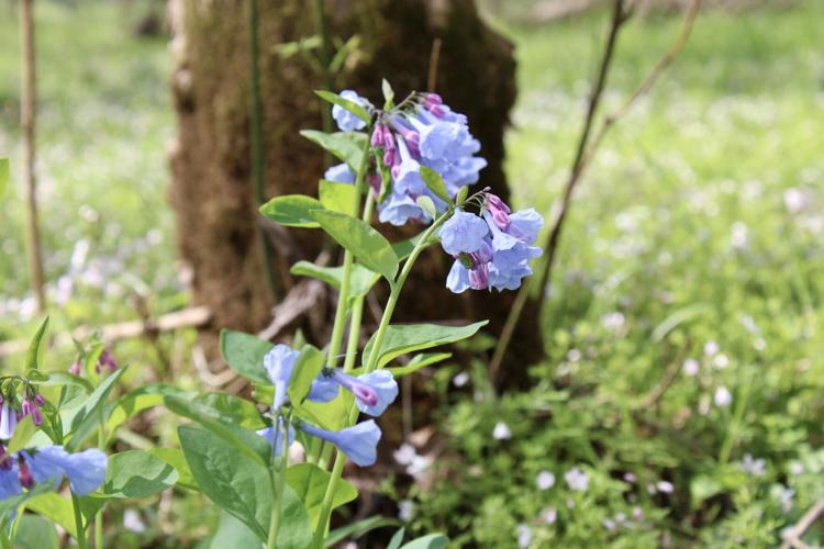 IN PHOTOS: Bluebells bloom at Merrimac Farm | Headlines | insidenova.com