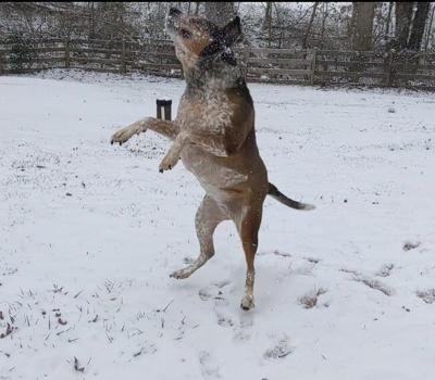 MLK Day storm snow totals around Northern Virginia | Headlines ...