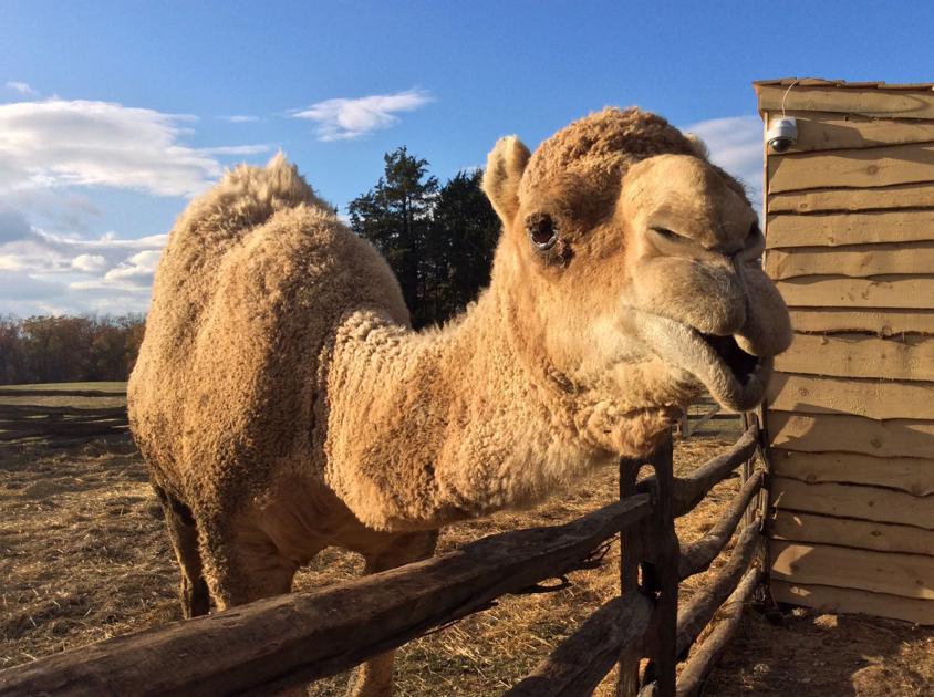 Aladdin the Christmas camel arrives at Mount Vernon | Headlines ...
