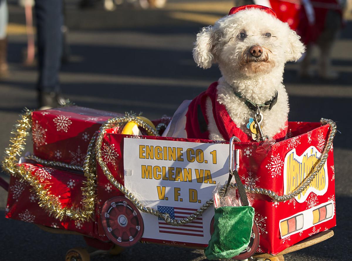PHOTOS: ReinDog celebration enlivens holiday season in McLean | news ...