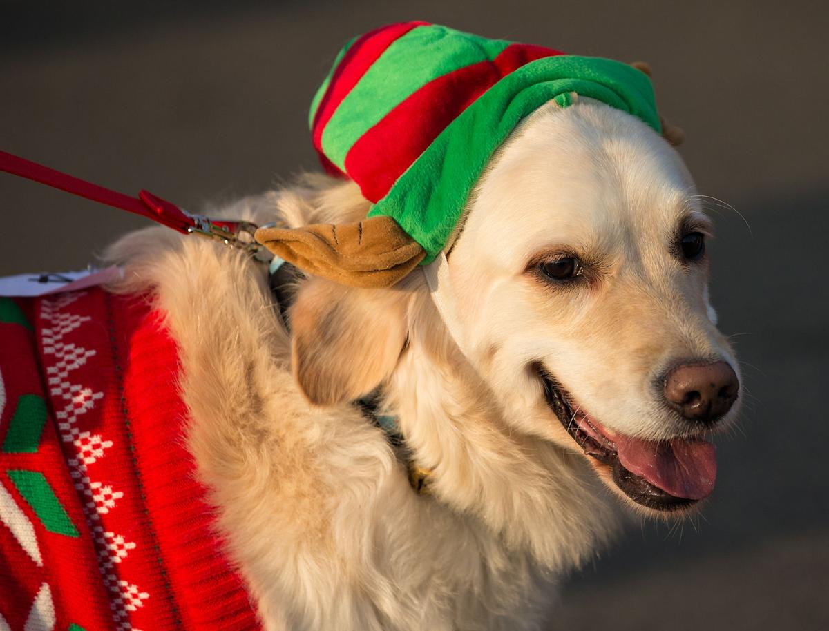 PHOTO GALLERY: 2014 McLean Reindog Parade | news/fairfax | insidenova.com
