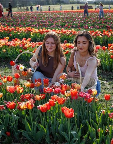 IN PHOTOS: A stunning spring scene at Burnside Farms in Nokesville ...