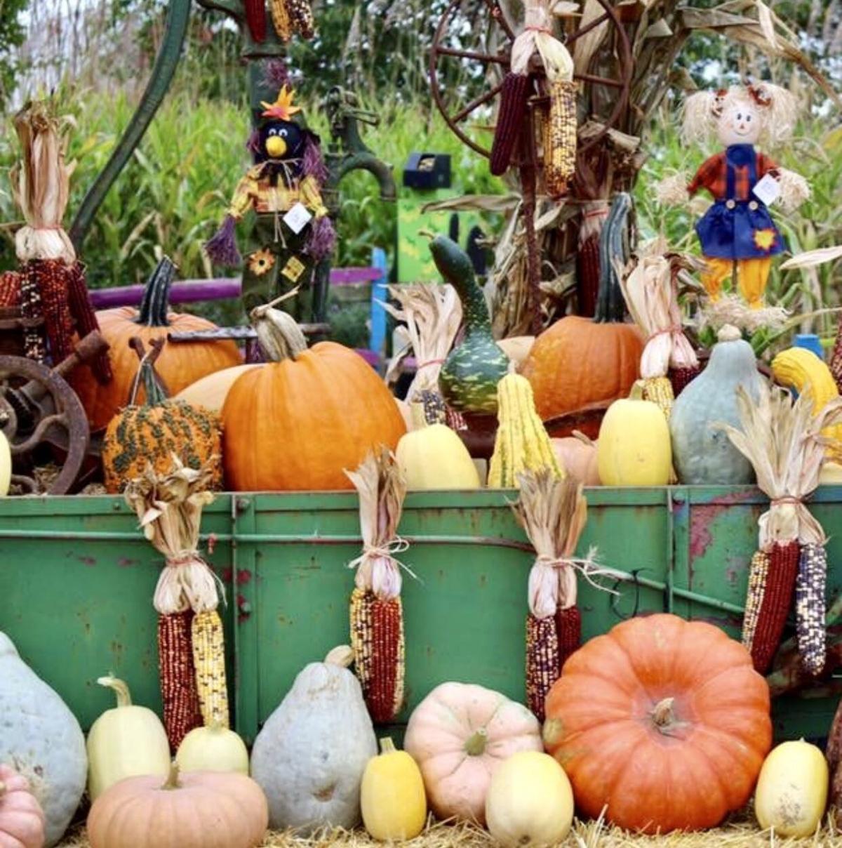 Fall fun! Our assortment of things to do and places to go (safely) this ...