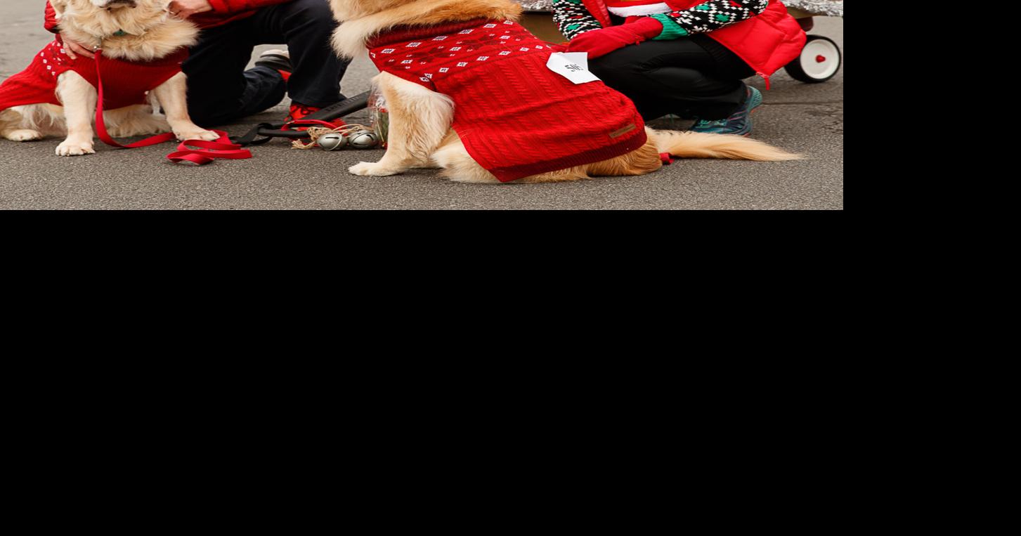 PHOTOS: N.Va. invaded by (adorable) reindogs! | Multimedia | insidenova.com