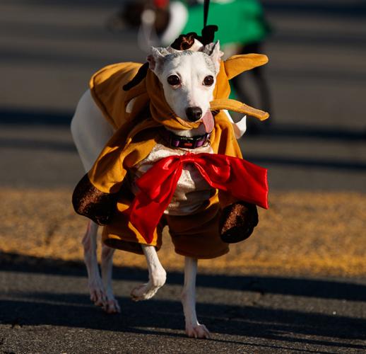 PHOTOS: ‘Reindogs’ help bring the holiday spirit to life | Multimedia ...