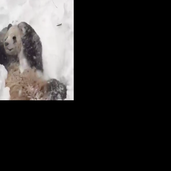 VIDEO: Giant Panda making snow angels | Headlines | insidenova.com