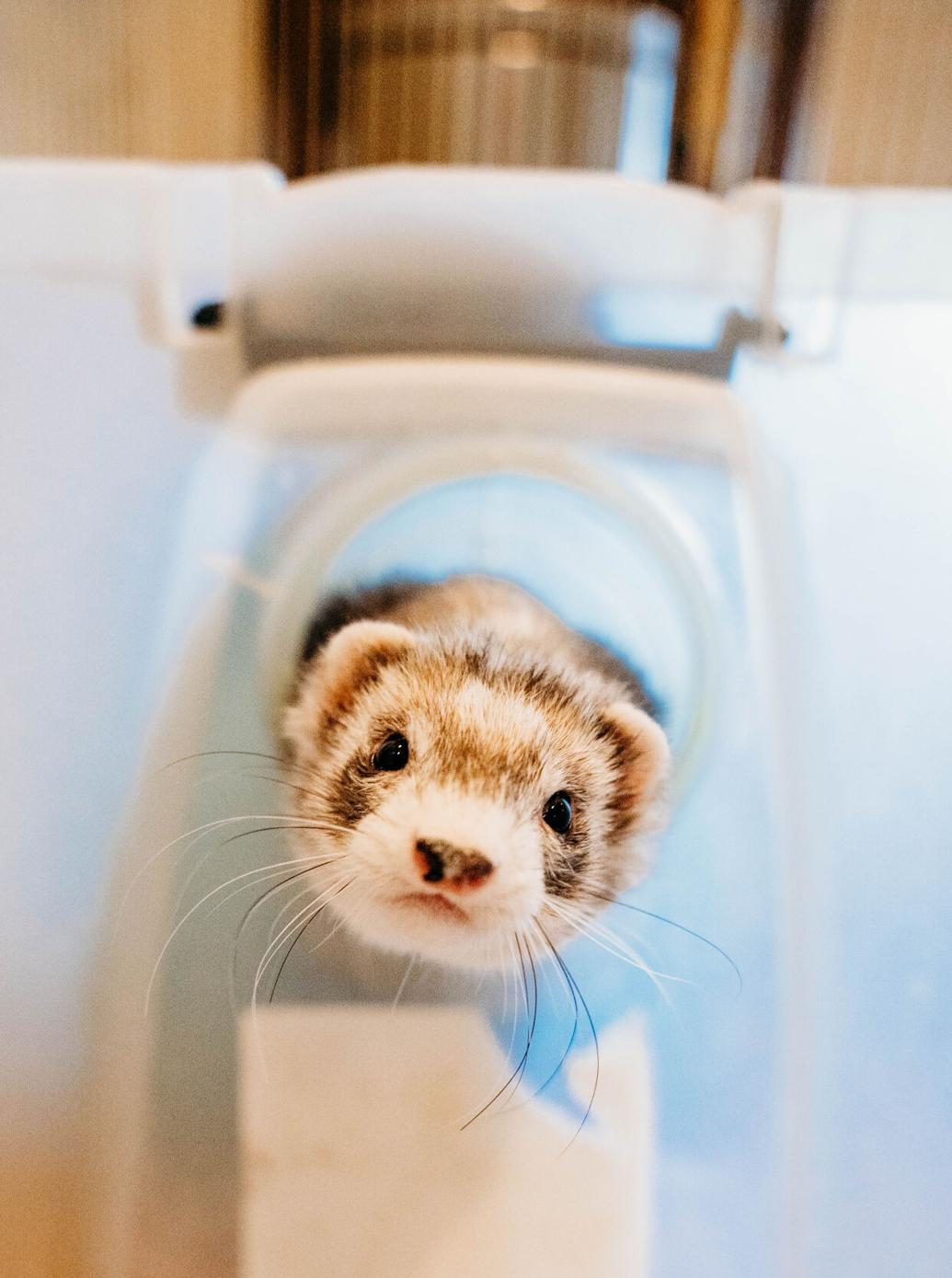 Ferret, wild animal rescue thrives in Brandy Station | InsideNoVa ...