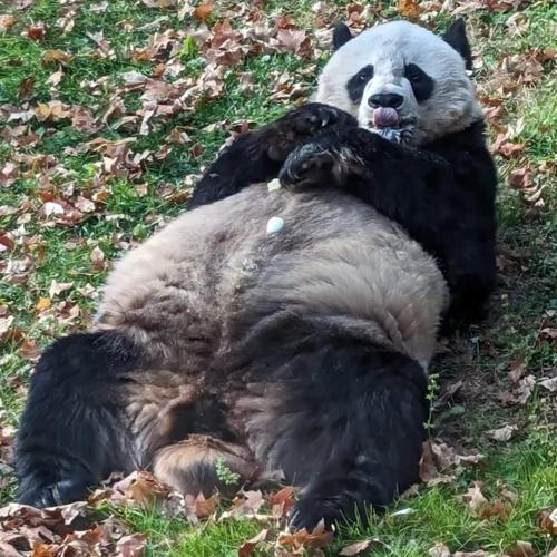 IN PHOTOS: Our readers share memories of D.C.'s beloved giant pandas ...