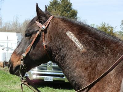Wild mustangs for adoption in Lorton | Headlines | insidenova.com