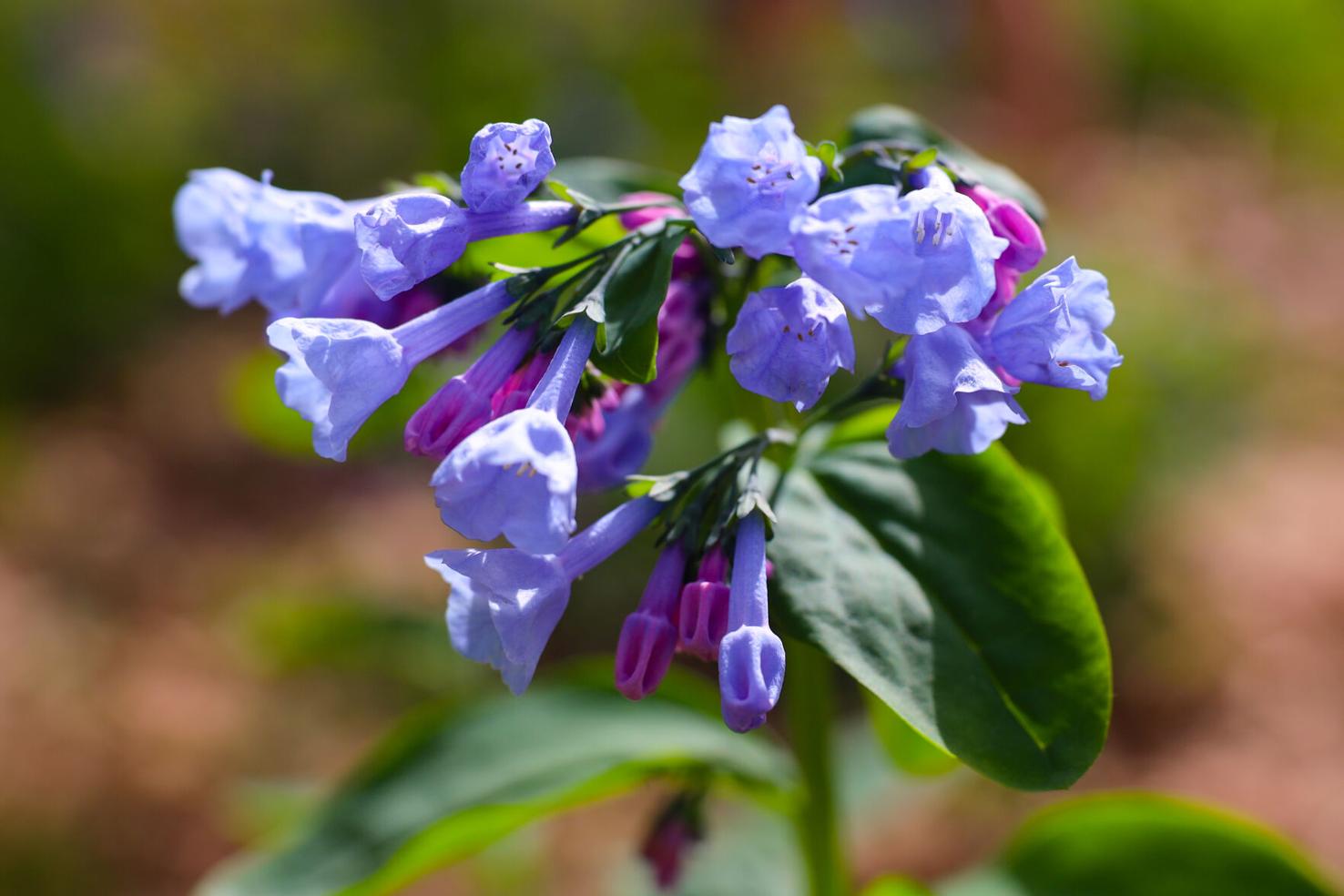 The Virginia bluebells are on their way | Prince William | insidenova.com