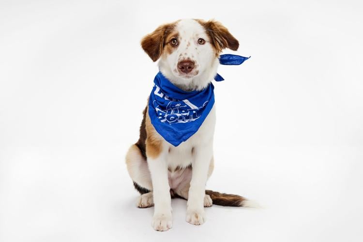 Local dogs to participate in Animal Planet's Puppy Bowl | Business ...