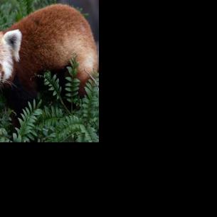 Rusty the Red Panda | Photo Galleries | insidenova.com