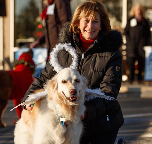PHOTOS: ‘Reindogs’ help bring the holiday spirit to life | Multimedia ...