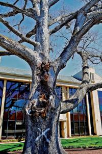oak tree close martham