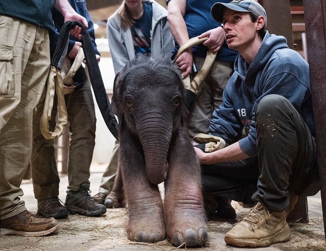 Meet the Smithsonian National Zoo's new baby elephant! | News ...