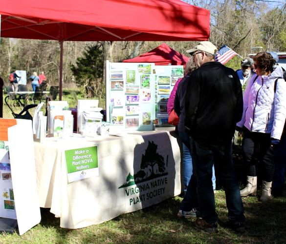 IN PHOTOS: Bluebells work their magic at Nokesville's Merrimac Farm ...
