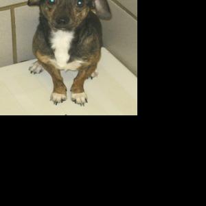 Adopt Benji | Lifestyles | insidenova.com