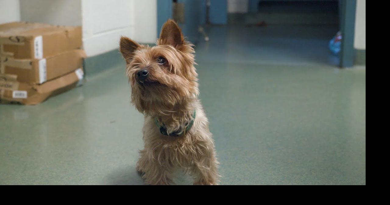 Meet the Pet of the Week: Snickers | Lifestyles | insidenova.com