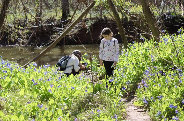 IN PHOTOS: Bluebells work their magic at Nokesville's Merrimac Farm ...