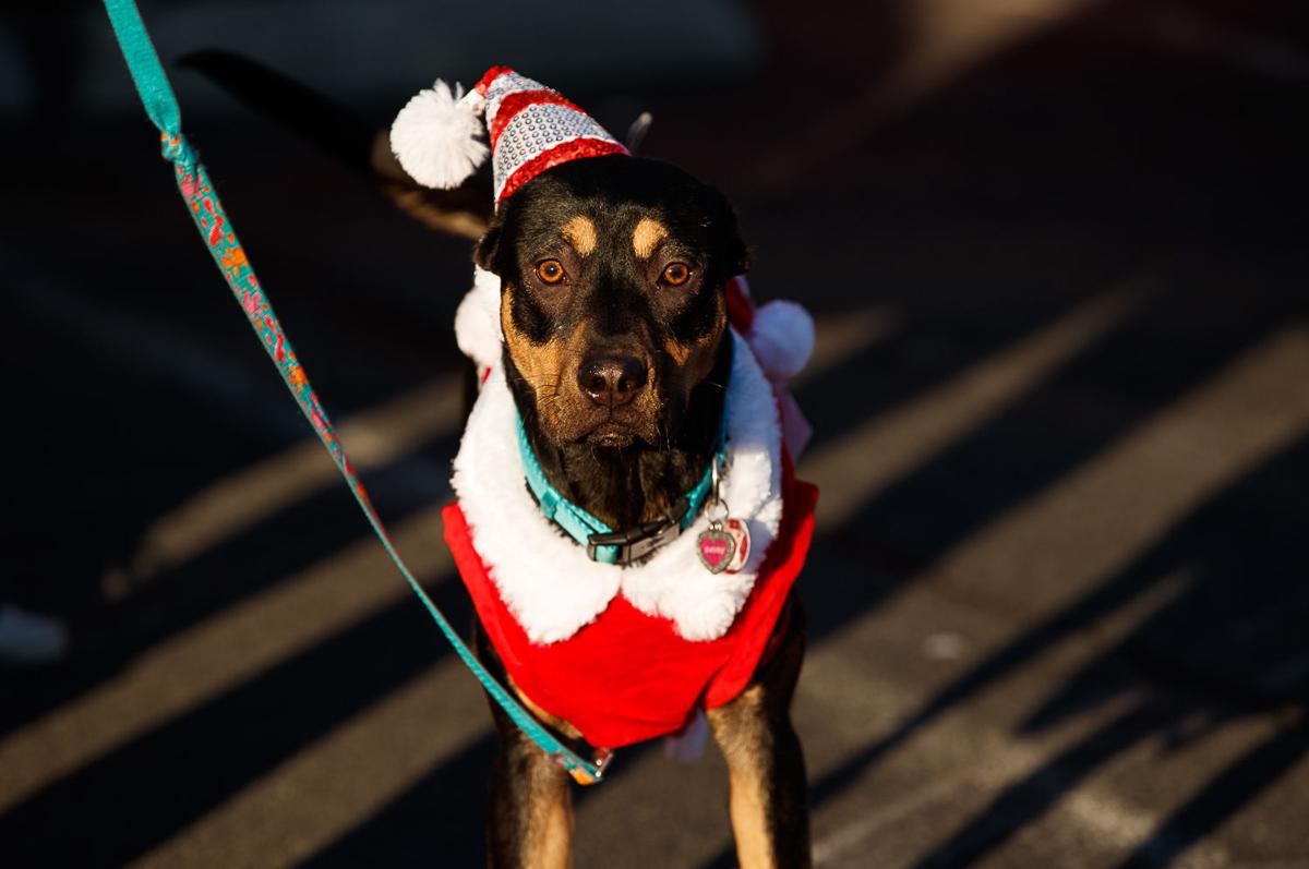 PHOTOS: ‘Reindogs’ help bring the holiday spirit to life | Multimedia ...