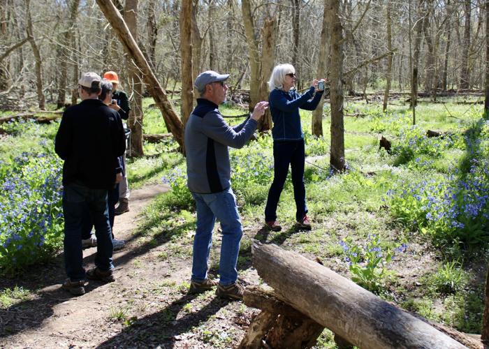 IN PHOTOS: Bluebells work their magic at Nokesville's Merrimac Farm ...