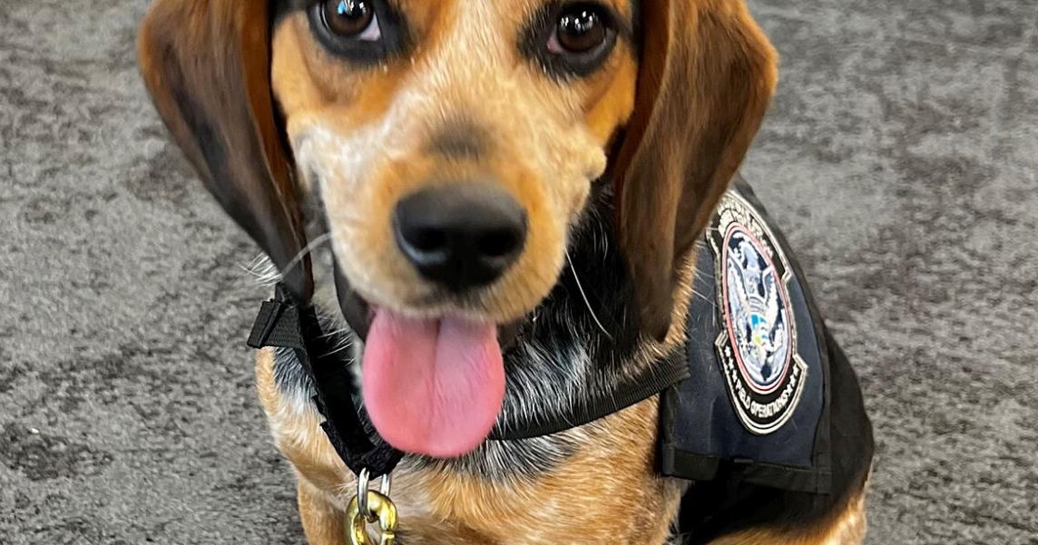 Man deported after kicking member of Dulles 'Beagle Brigade ...