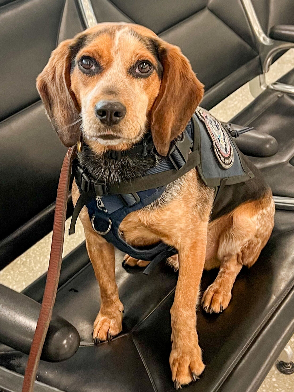 Man deported after kicking member of Dulles 'Beagle Brigade ...
