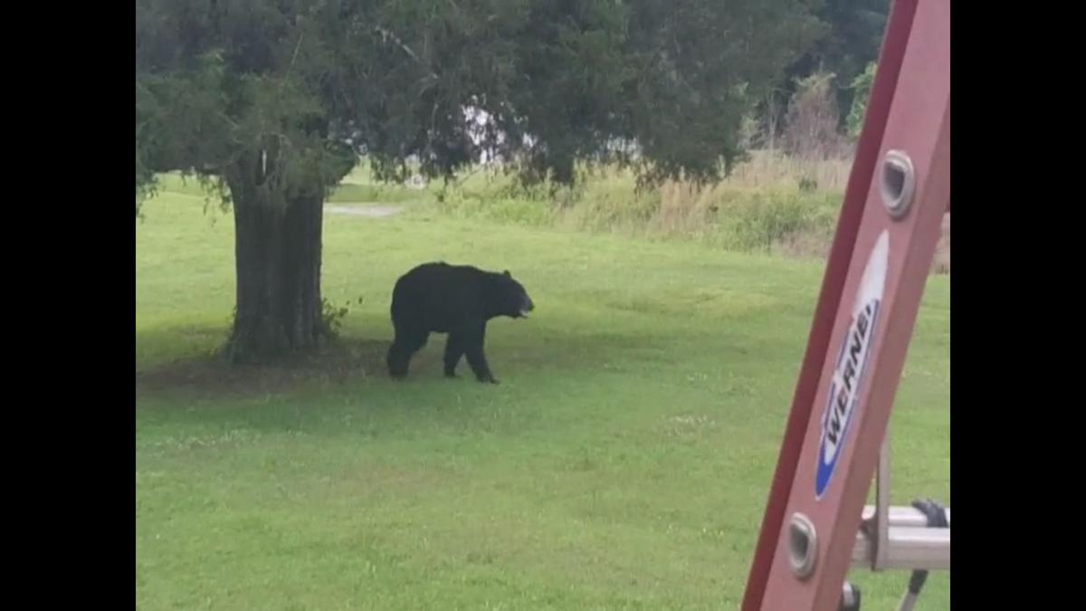 Bear spotted in Triangle on Monday | Triangle | insidenova.com