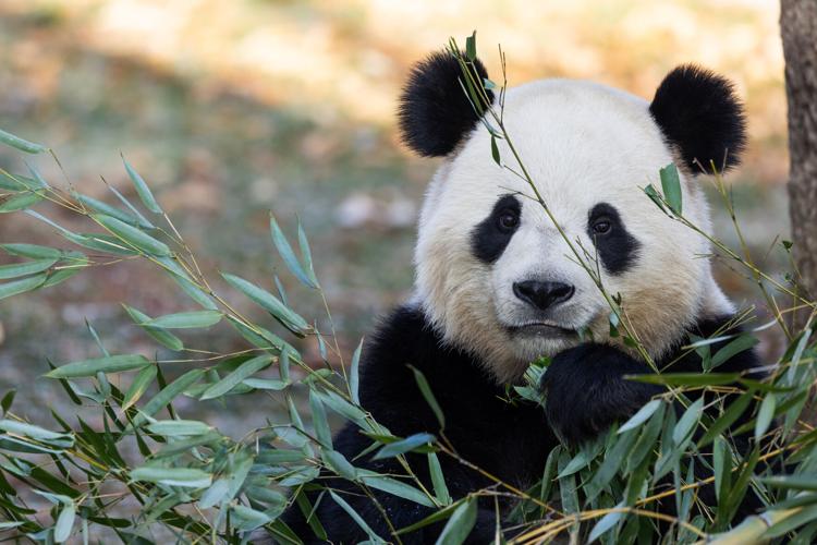 Giant pandas make their debut at the National Zoo | Headlines ...