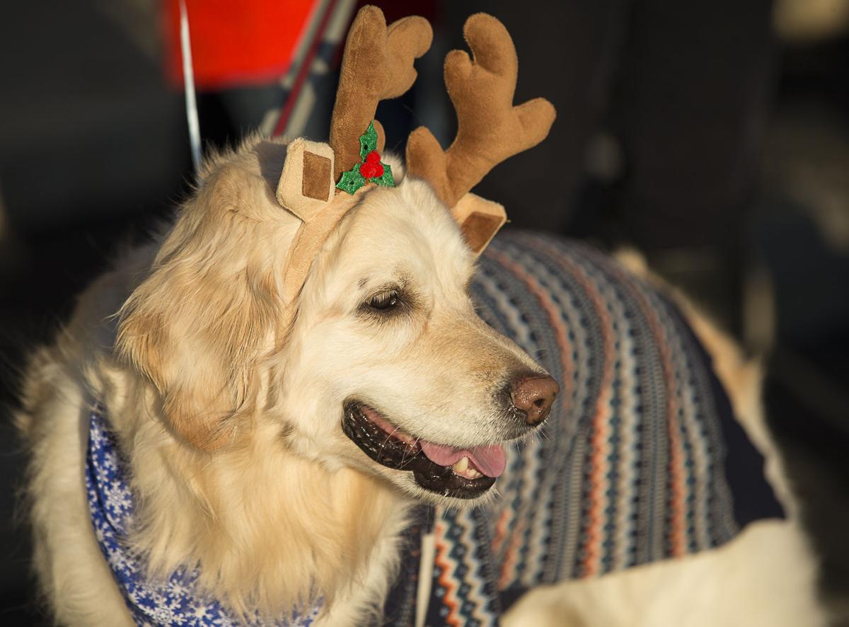 PHOTOS: ReinDog celebration enlivens holiday season in McLean | news ...