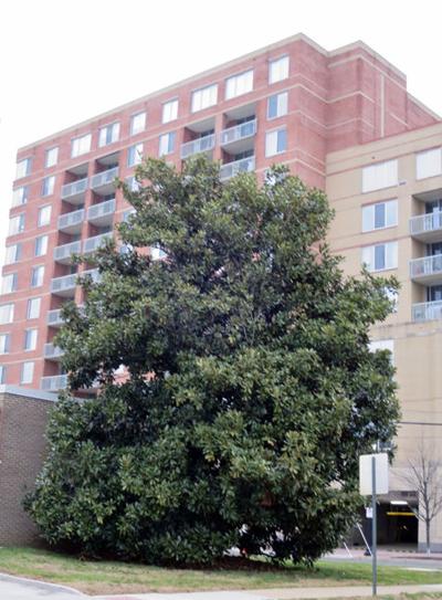 Memorial to fallen firefighter named ‘Notable Tree’ in Arlington | news ...
