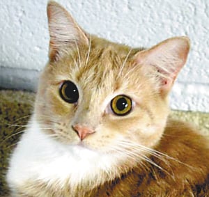 Adopt Sugar | Lifestyles | insidenova.com