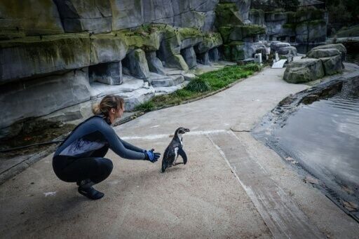 Penguins queue in Paris zoo for their bird flu jabs | National ...