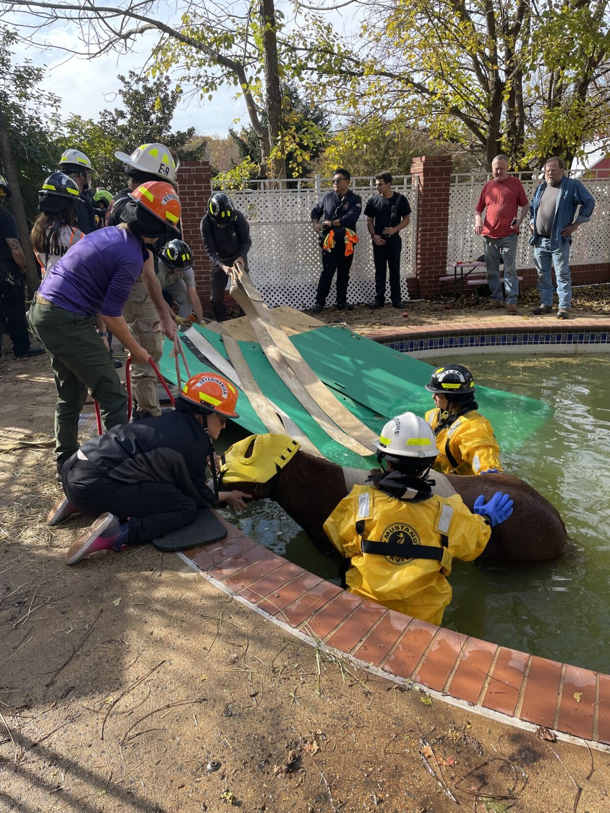 900-pound pony rescued from Nokesville swimming pool | Headlines ...