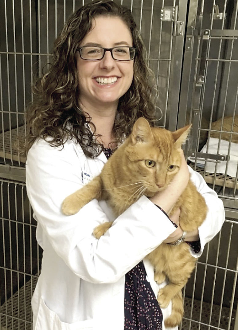 Cat lost two years ago to reunite with owner | Woodbridge | insidenova.com