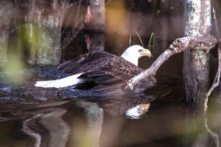 UPDATED: Fairfax animal control officer rescues injured bald eagle ...