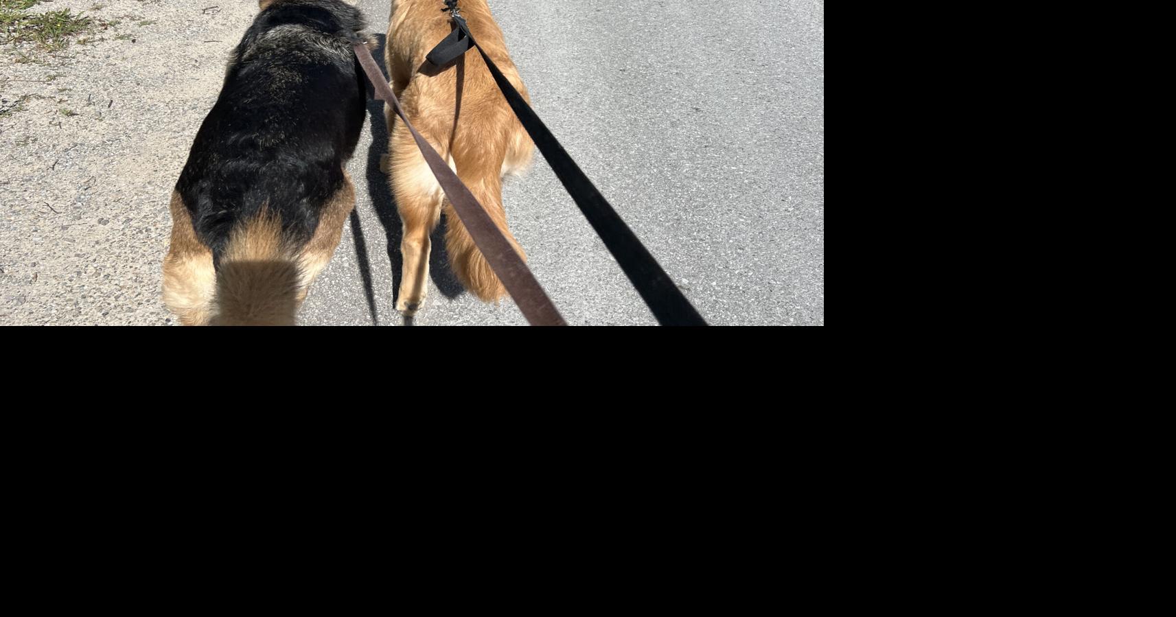 Perth’s off-leash dog park location deferred once again