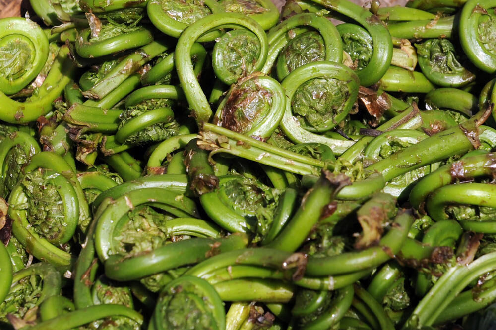 10 wild foods to forage in Ontario in the spring and summer