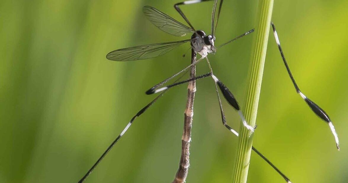 phantom crane fly size