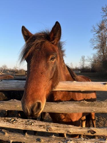Willow Creek Stables near Perth busy prepping for new arrivals ...