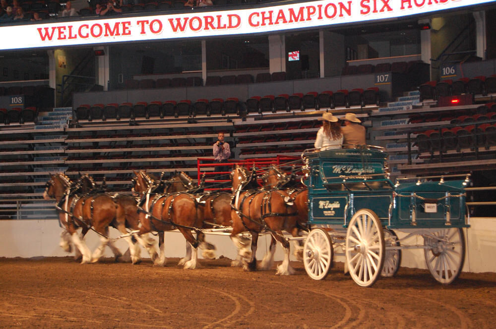 Heavy horses make big impact on Calgary Stampede