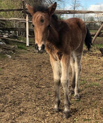 Willow Creek Stables welcomes second endangered foal in as many months