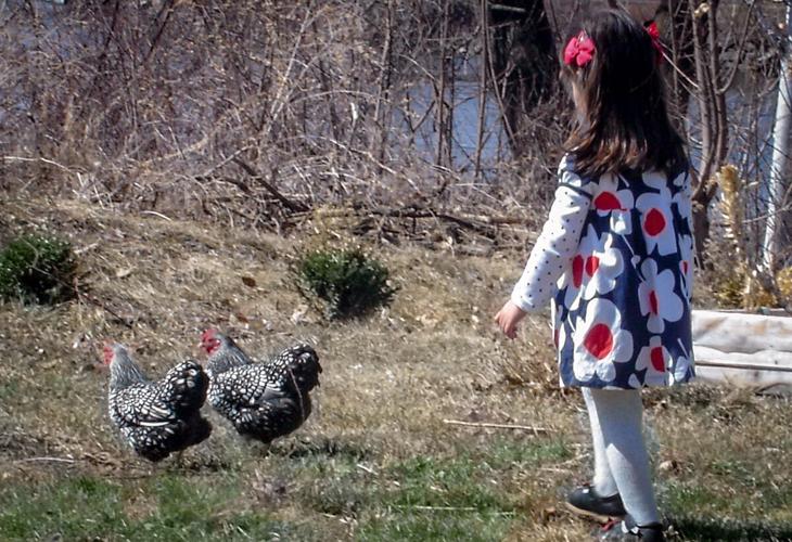 WITH POLL: Arnprior councillor to call for backyard chicken pilot project