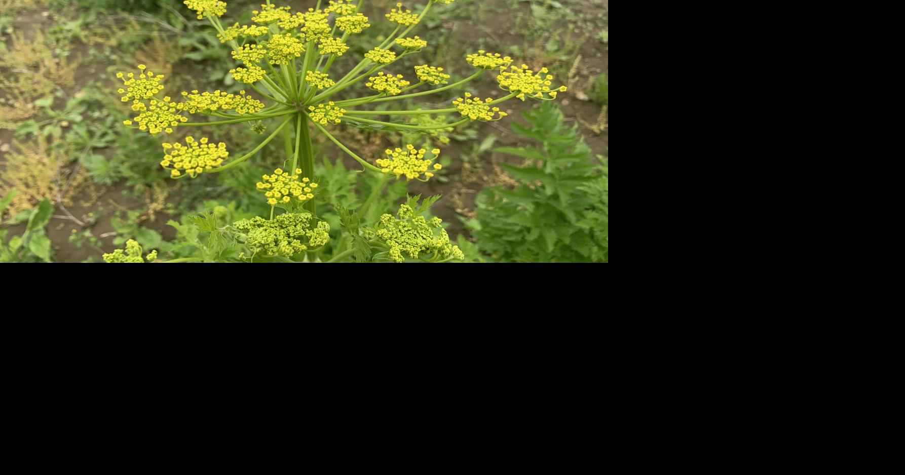 Dangerous wild parsnip is ‘increasingly common’ in Renfrew County. Here ...