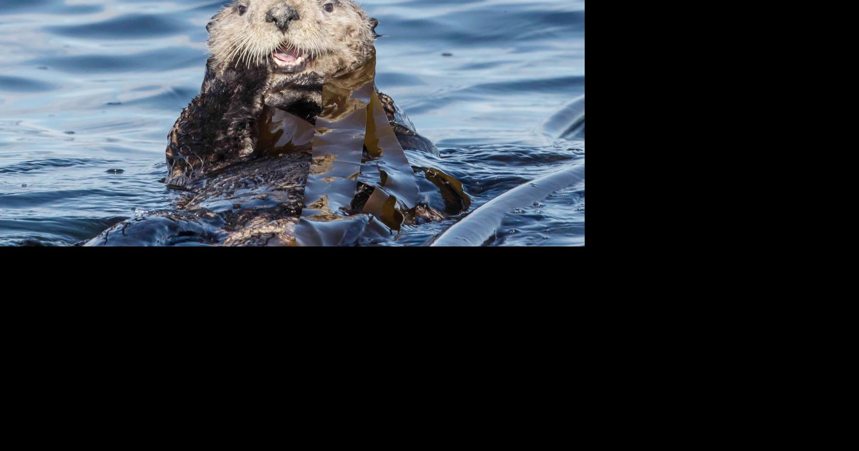 The weasel that lives at sea