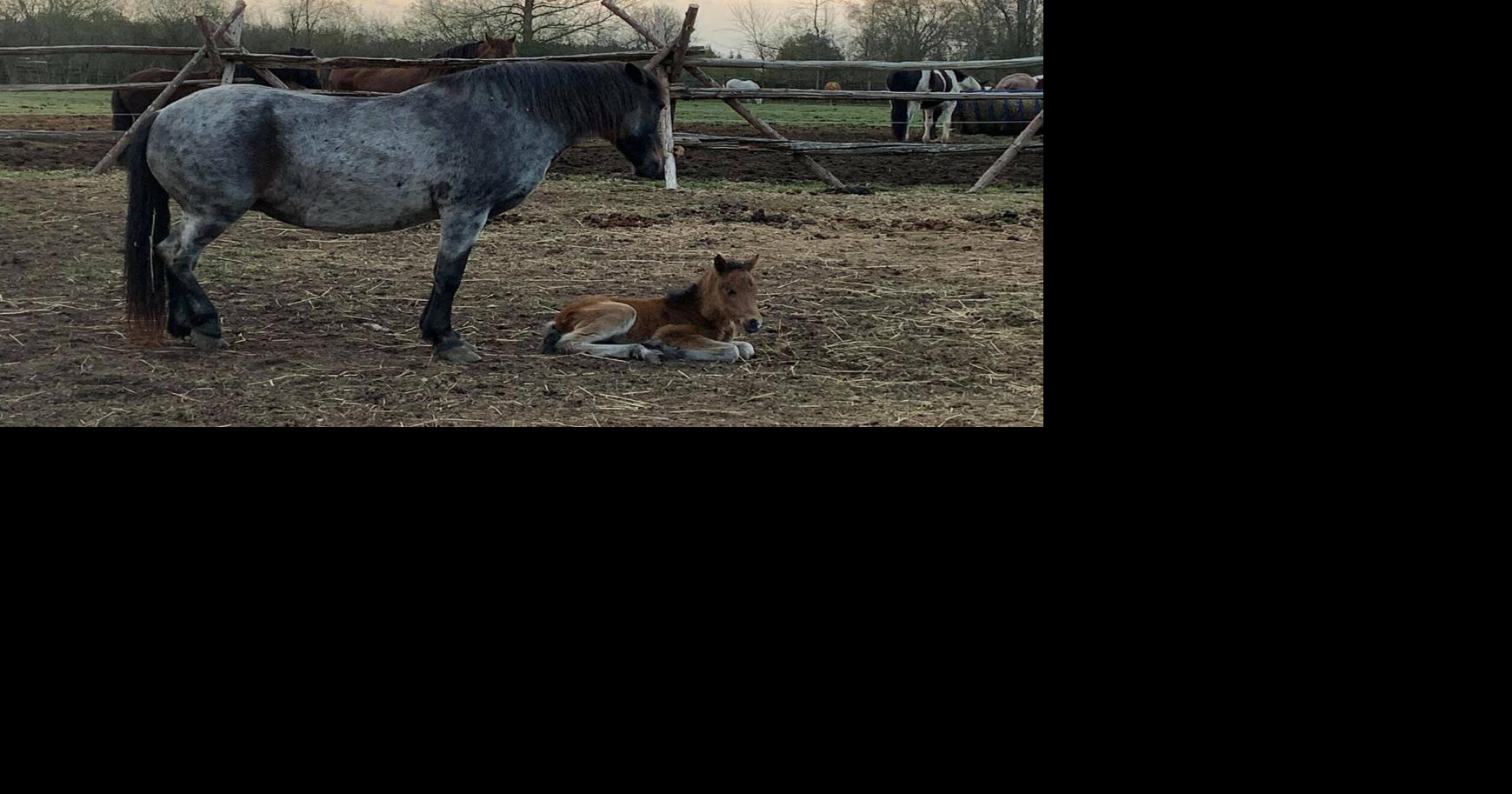 Willow Creek Stables welcomes second endangered foal in as many months