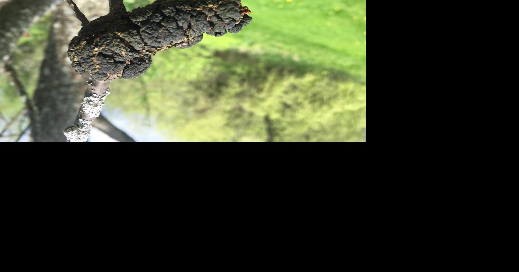 Black knot disease is a fungal infection that can impact your trees