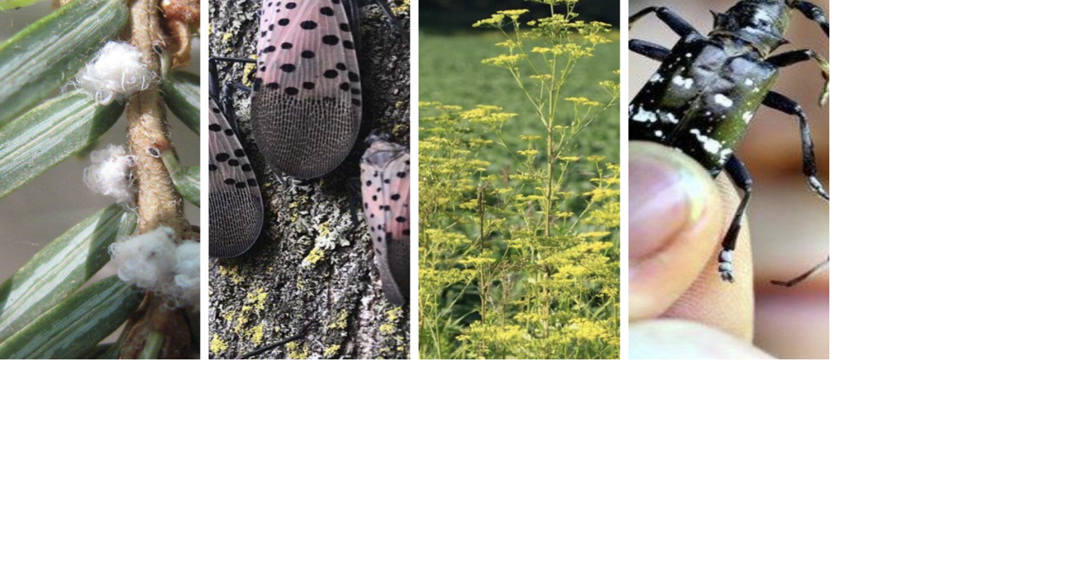 9 invasive species to be on the lookout for in Ontario