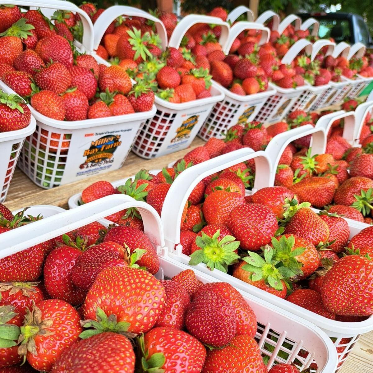 Strawberry season winding down in Ottawa Valley